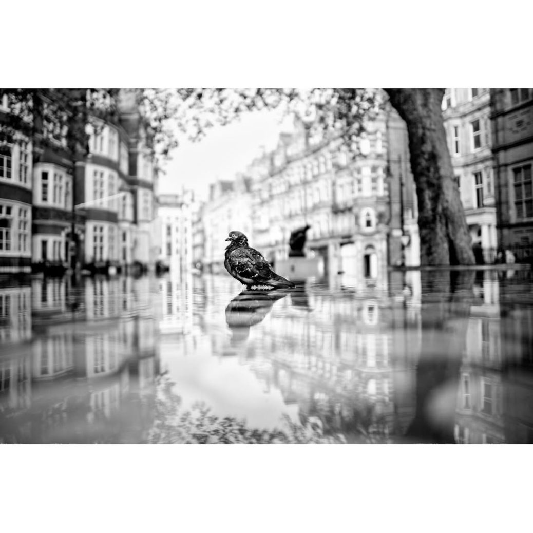 Alan Schaller: High-Contrast Street Photography - DPC | Digital ...